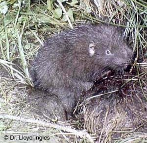 Species at Risk - City of Chilliwack