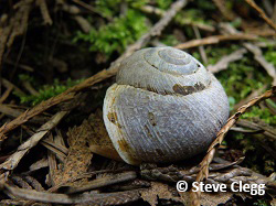 Species at Risk - City of Chilliwack
