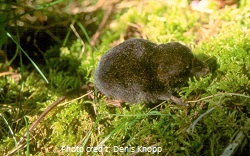 Species at Risk - City of Chilliwack