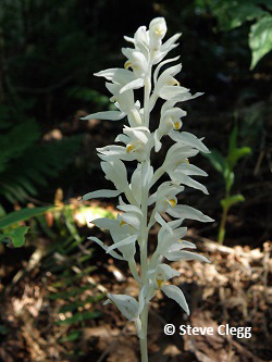 Species at Risk - City of Chilliwack