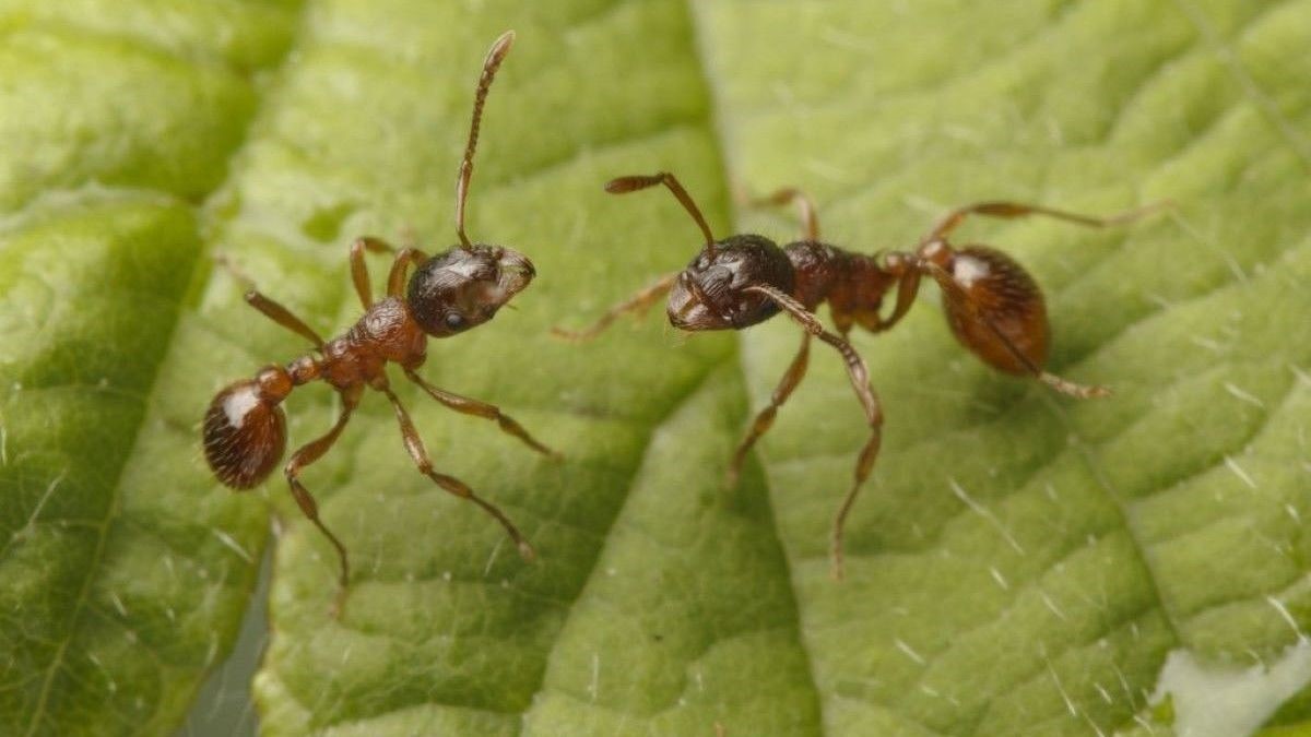 Invasive species - City of Chilliwack