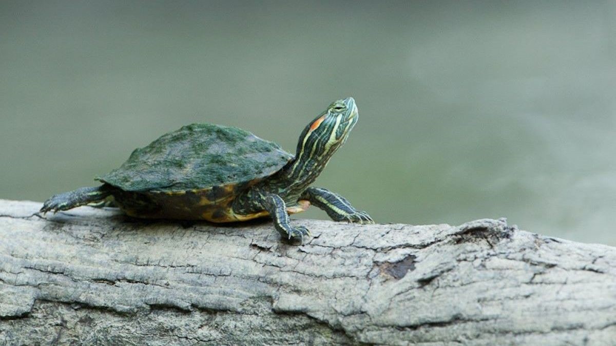 Invasive species - City of Chilliwack