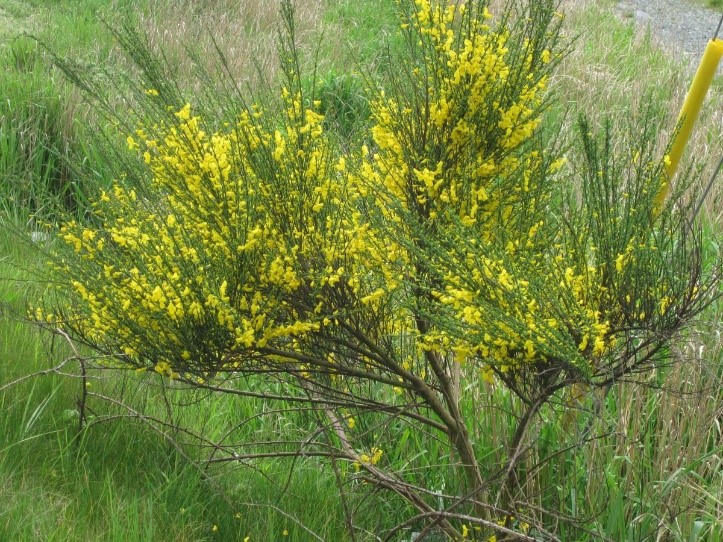 Invasive species - City of Chilliwack